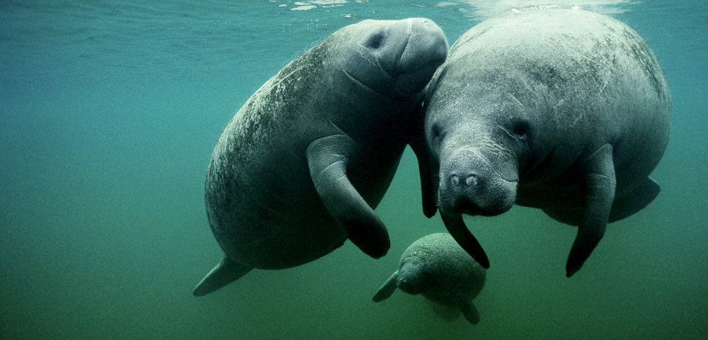 It's Manatee Season, Folks! These Gentle Giants Are Back Inland