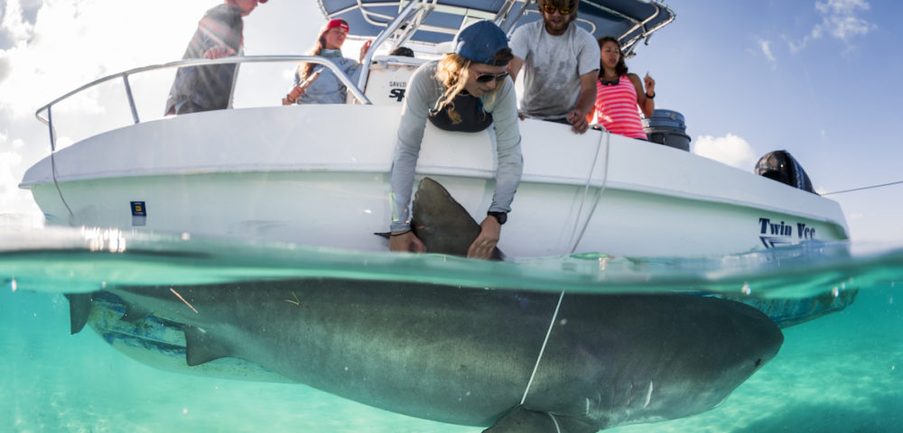 Sharklab Researchers Haul In (And Release) A Humongous Tiger Shark