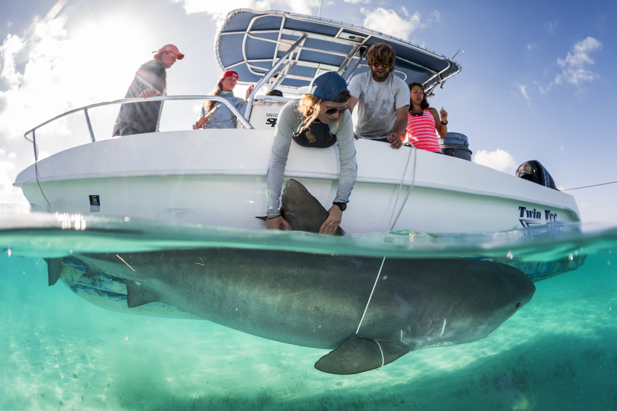 Sharklab Researchers Haul In (And Release) A Humongous Tiger Shark