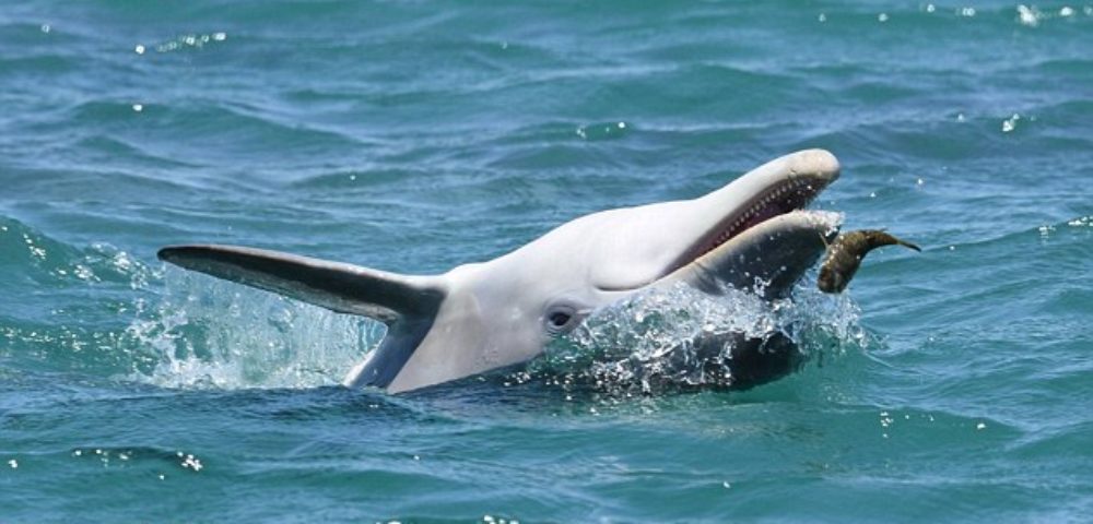 Dolphins Also Enjoy A Little Puffer Fish Puff Puff Pass...