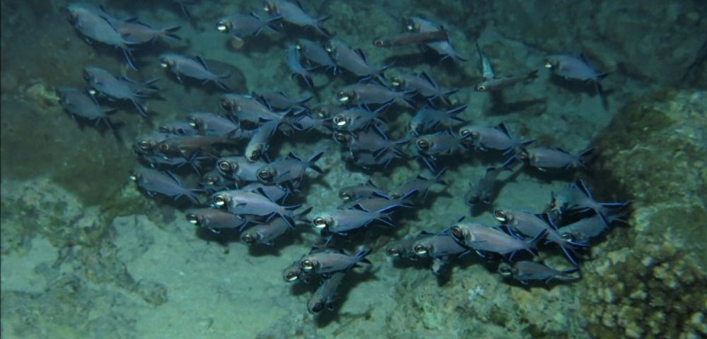 The Flashlight Fish Could Not Be Named More Perfectly