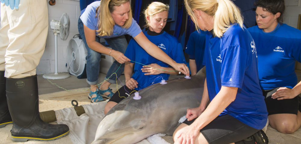 Remember The Dolphin SeaWorld Orlando Saved In Sanibel?