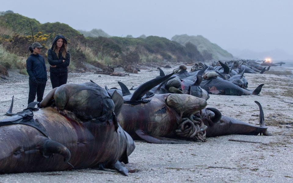 The Aftermath: Cleaning Up The Tragic Pilot Whale Mass Stranding