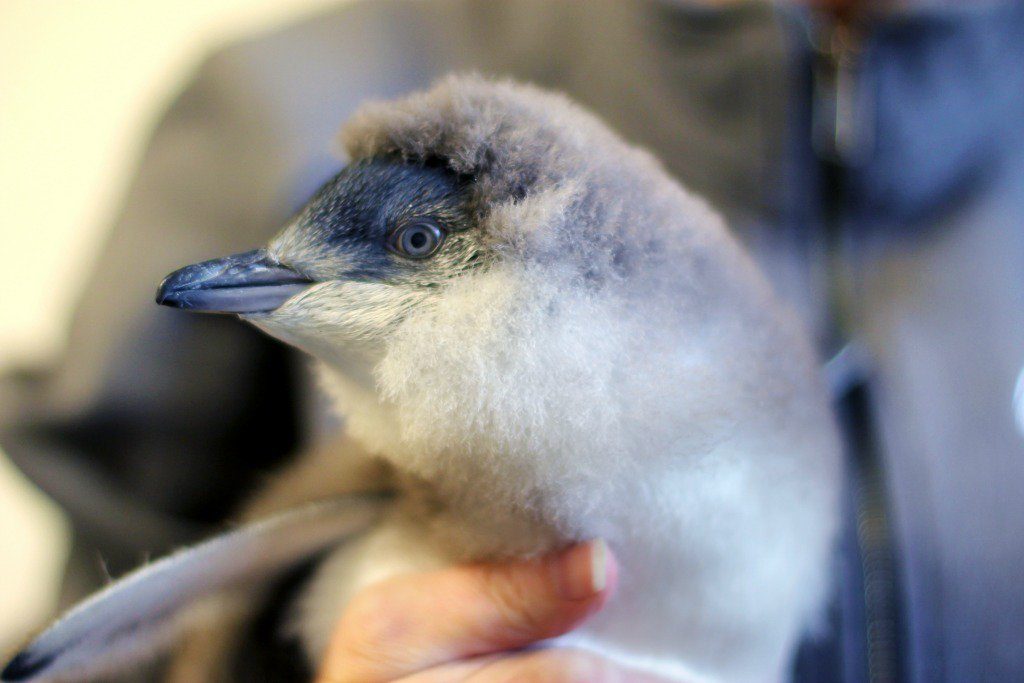 Little Blue Penguins Sheila And Goose Got A Little Bit Of Help Naming ...