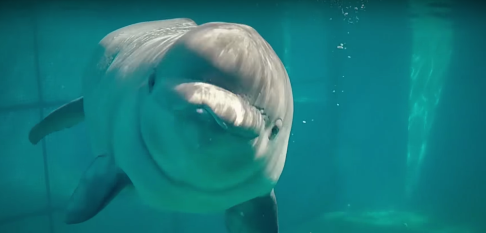 This Adorable Baby Beluga Is Getting Ready To Make His Seaworld San ...