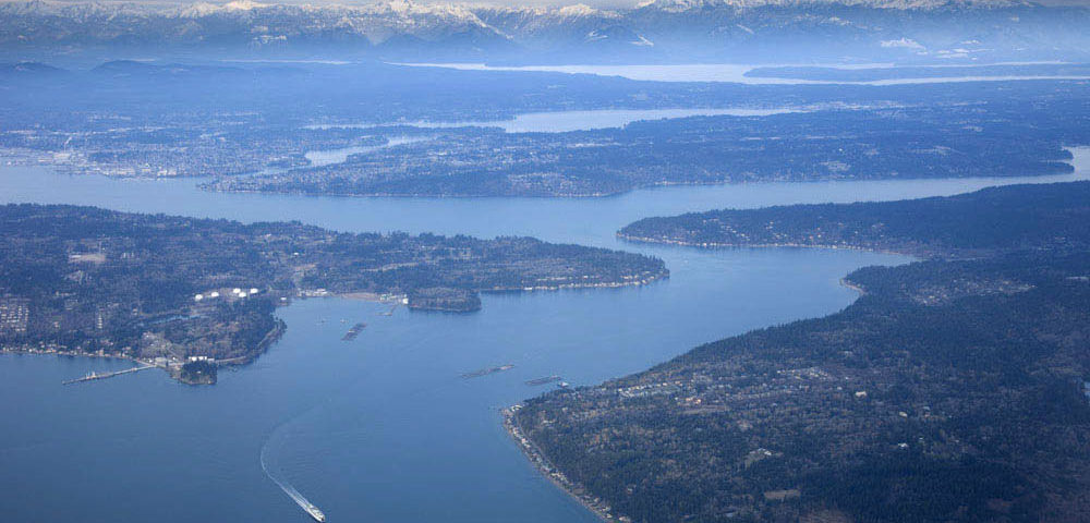 Chinook Salmon Play A Crucial Role In The Puget Sound Food Web