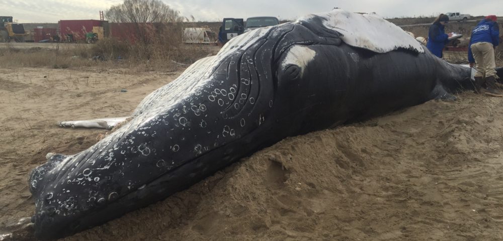 Here Are A Couple Of Downright Dirty Details About A Whale's Necropsy
