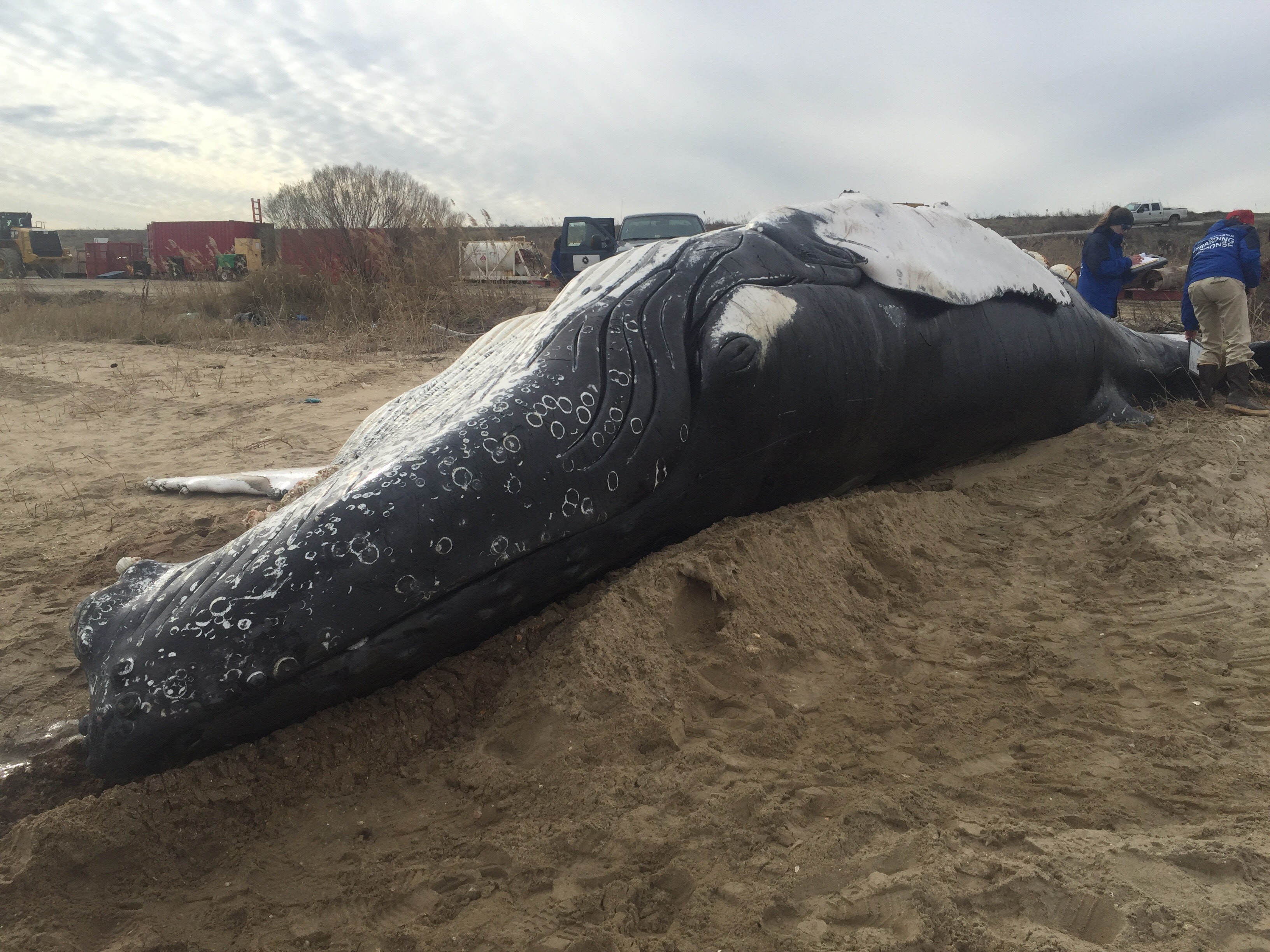 Here Are A Couple Of Downright Dirty Details About A Whale's Necropsy