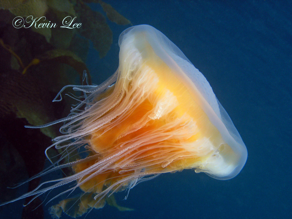 The Mysterious Seven-Arm Octopus Reveals Itself And What It’s Been Eating