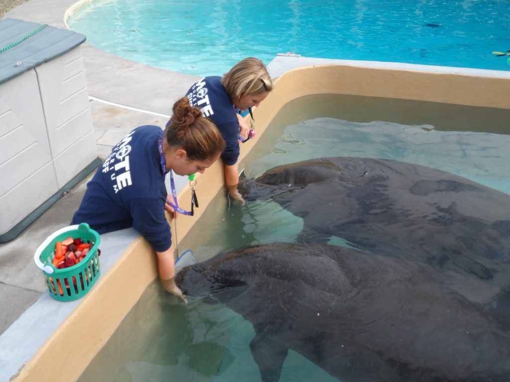 Super Sensitive Body Hairs Give Manatees A Sixth Sense