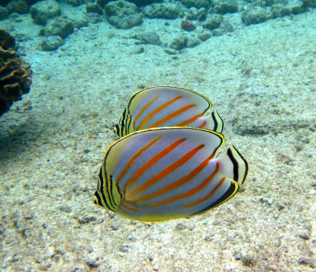 Here's The Cast Of An Underwater Harry Potter! With Fish, Of Course