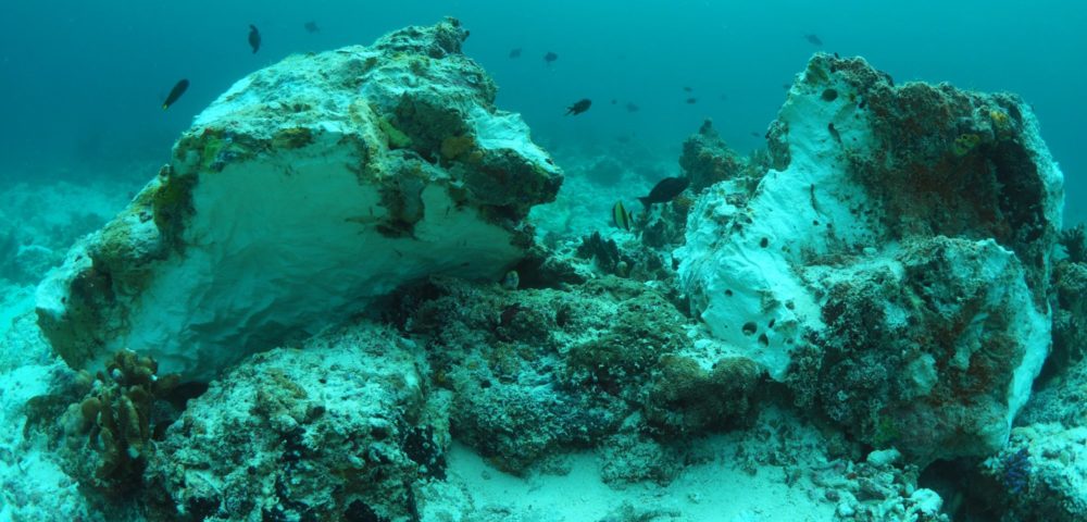 Cruise Ship Causes Over $19 Million In Damage To Indonesian Coral Reef