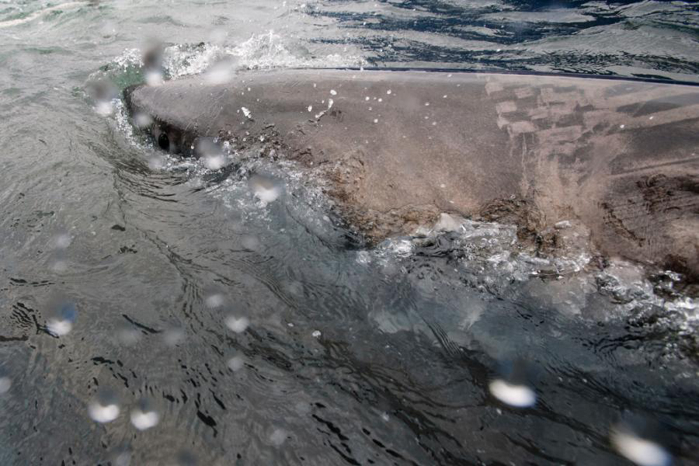 Lydia The Great White Shark Stuns Scientists With 36,000-Mile Epic Swim