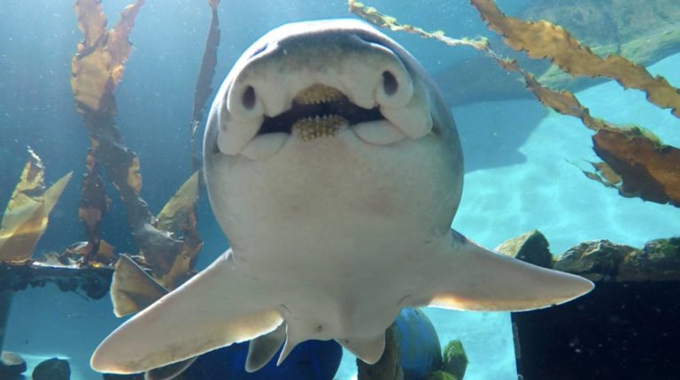 Here's The Cast Of An Underwater Harry Potter! With Fish, Of Course