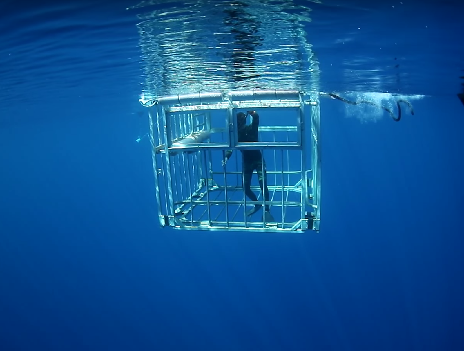Daring Free Divers Leave Their Cage And Take A Swim With The Sharks