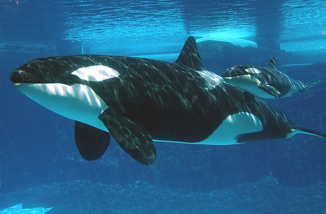 Coming Soon: SeaWorld's Final Orca Birth Is Happening In San Antonio