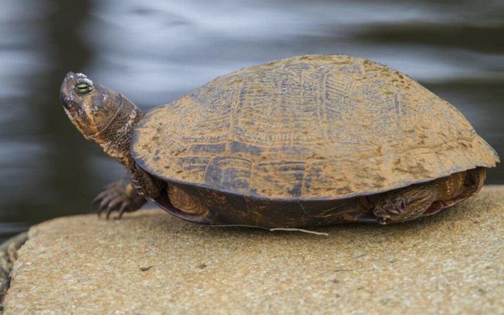 Orange You Glad You Didn’t Run Into These Two Orange Reptiles?