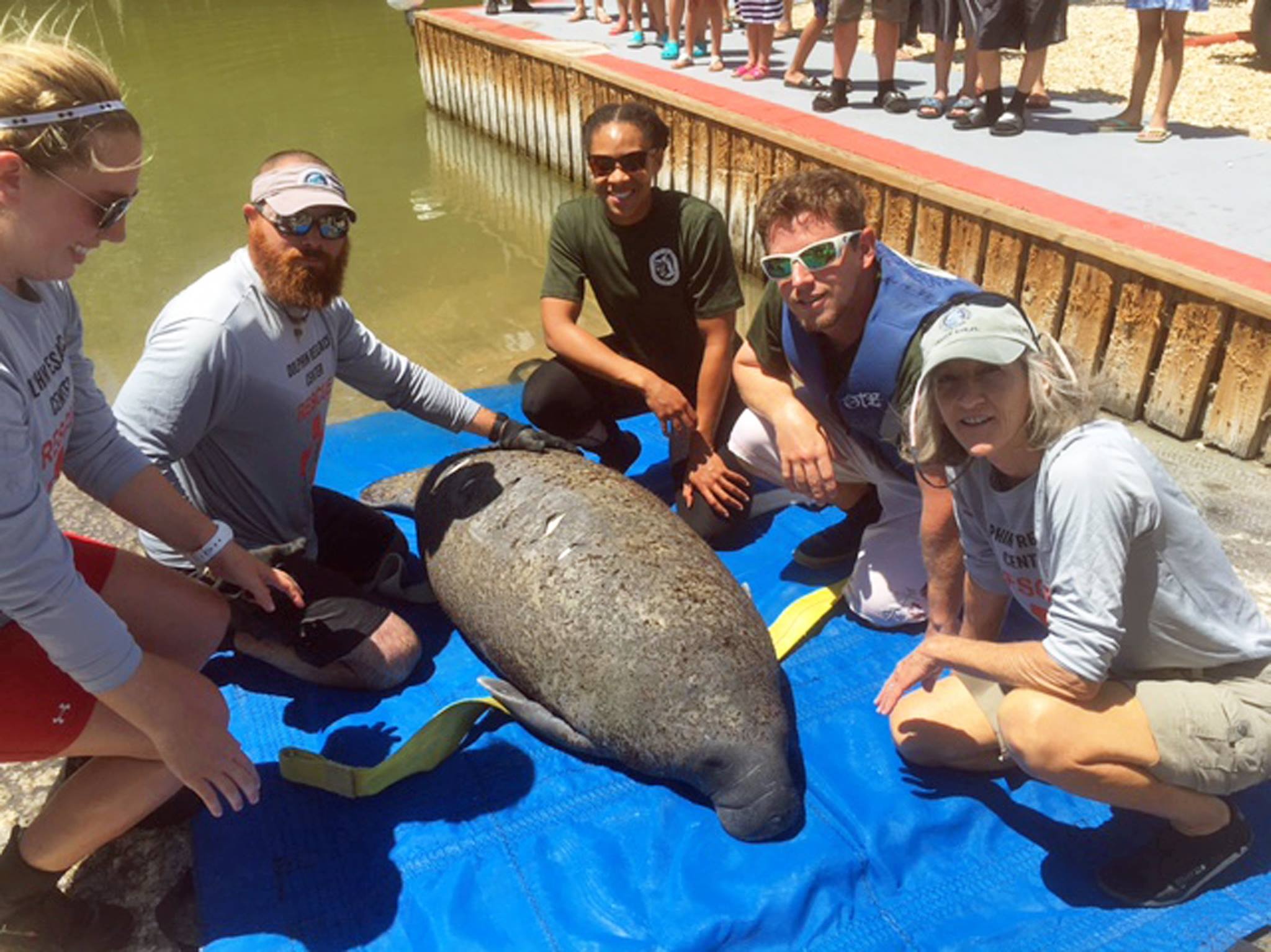 Awesome Teamwork Helped To Rescue A Wounded Manatee Calf In Key Largo