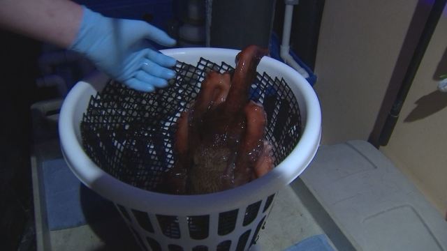 Octopus On A Diet? Aquarium Develops New Method Of Feeding Their Queen ...