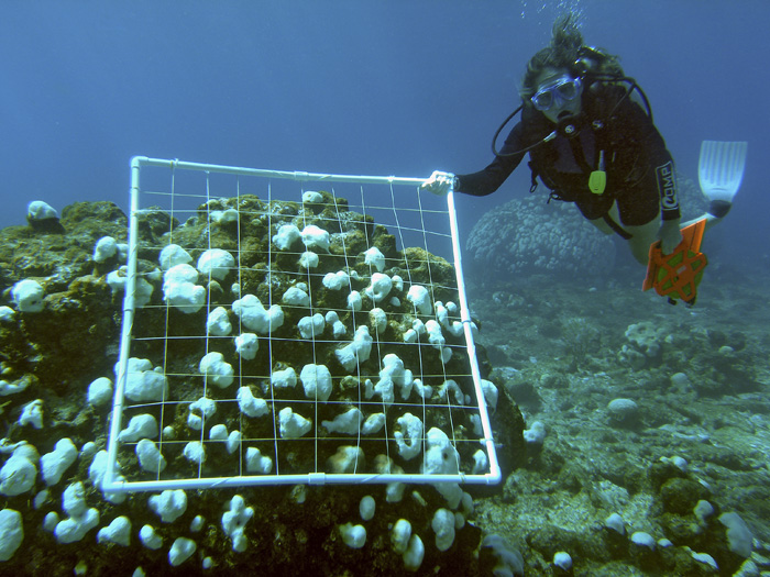 Scientists See the Future of Coral Reefs in Japan’s Underwater ...
