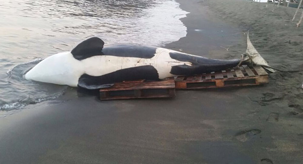 OUTRAGE: Cruise Ship Whale Watchers Witness Orca Harpooned By Whalers