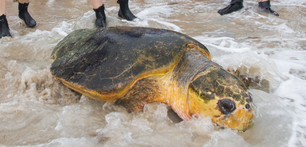 SeaWorld Orlando Rescues And Releases A Record-Setting Loggerhead Sea ...
