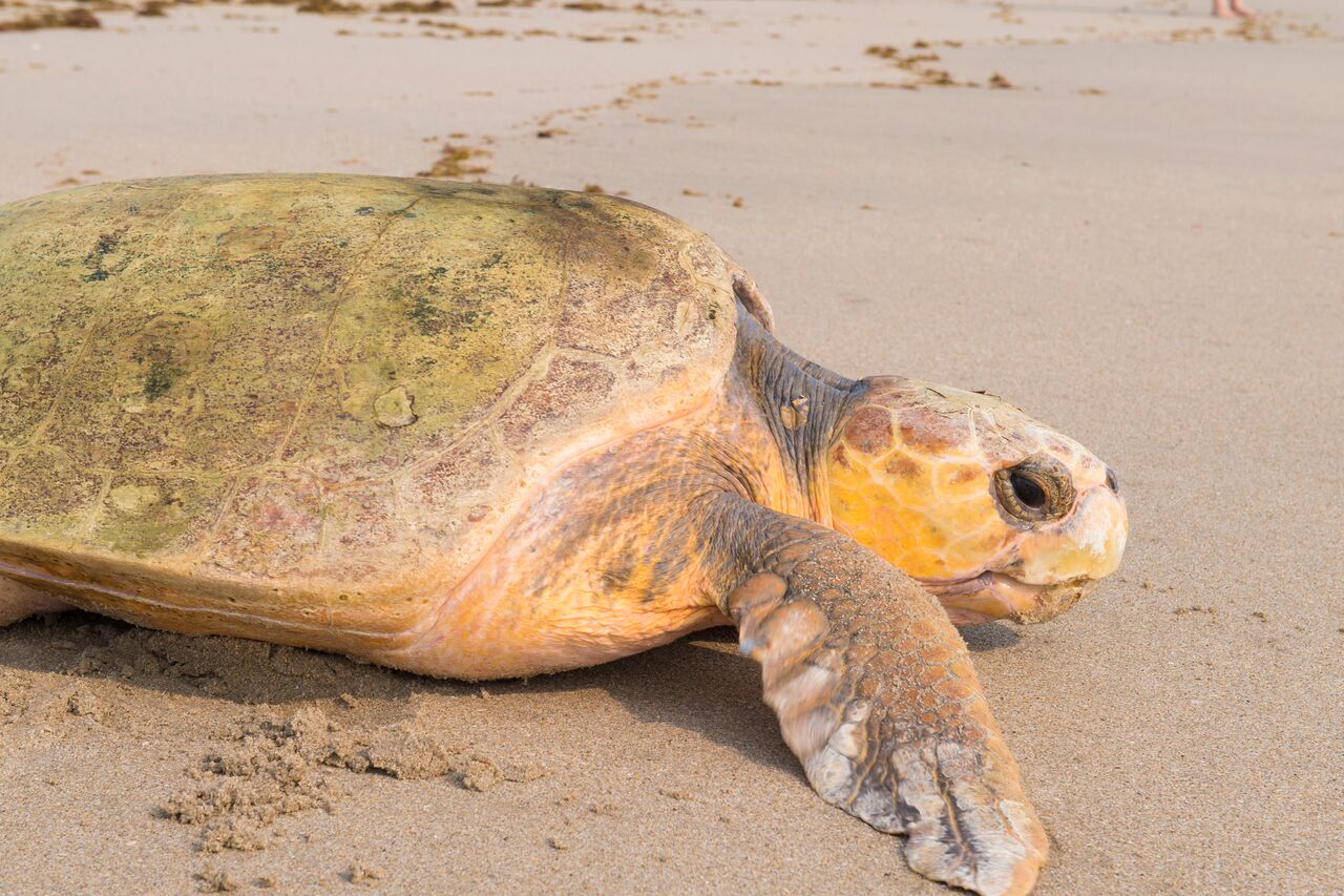 SeaWorld Orlando Returns Rescued Sea Turtle To The Ocean On World ...