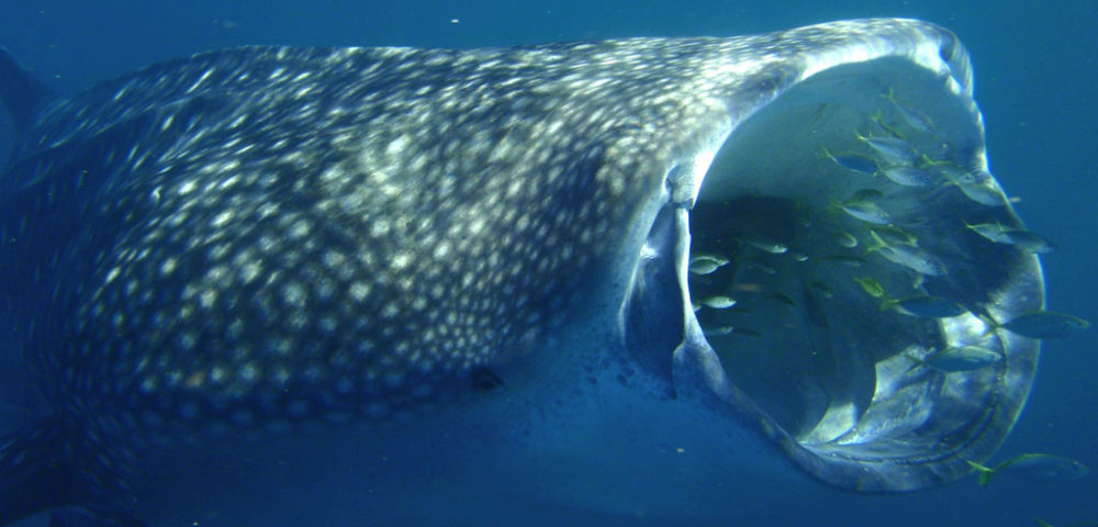 Boo Boo The Whale Shark Is Making His Way Into The Classroom - Awesome ...