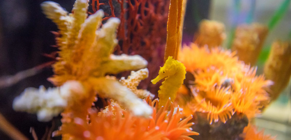 Cheeto The Seahorse Makes A Comeback At Clearwater Marine Aquarium