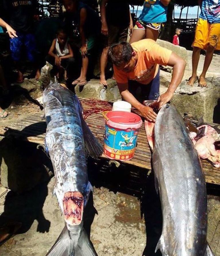 Are We Staring At A Demi-God? Marlin Caught In Philippines Reveals ...