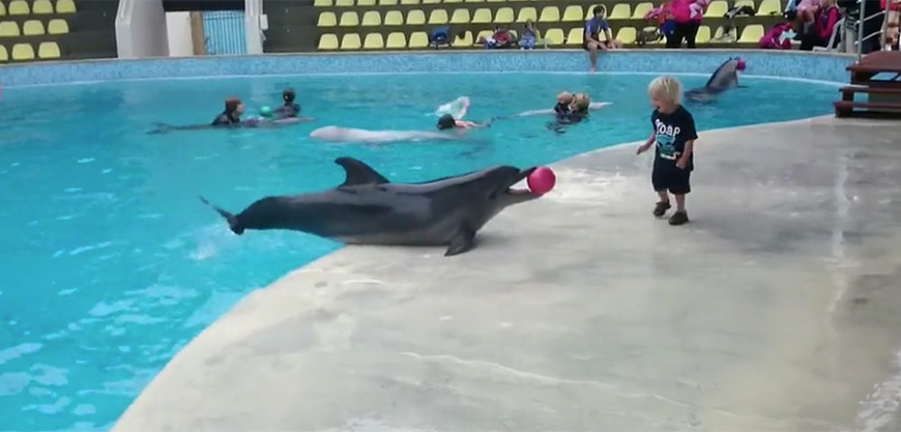 Watch As An Adorable Toddler And A Dolphin Play Catch!