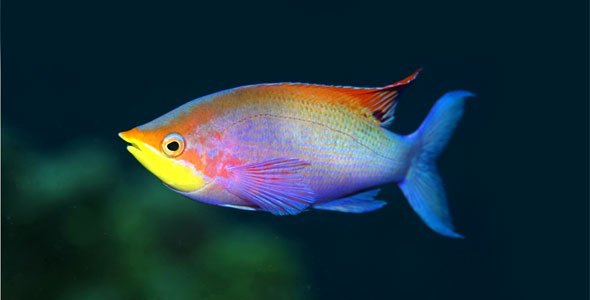 You HAVE To See 5 Of The Ocean’s Most Beautiful Fish - Awesome Ocean