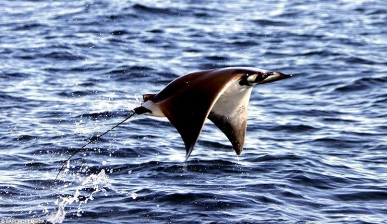 Devil Rays Can Be Seen Cruising Along Panama City Beach