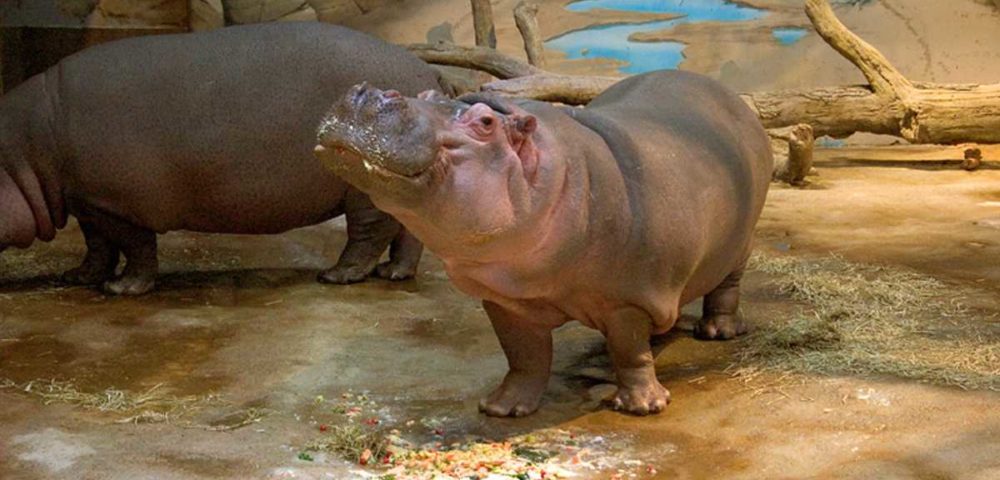A Very Big Happy Birthday To Button The Hippopotamus!