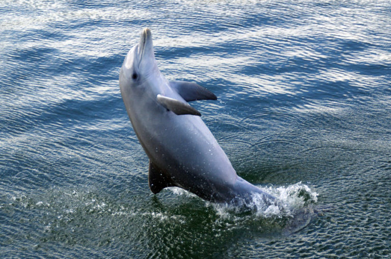 The Skill Of Tail-Walking Returns To The Wild Dolphins Of Port River!