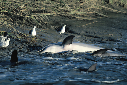Watch As A Group Of Dolphins Display Their Most Unique Hunting ...