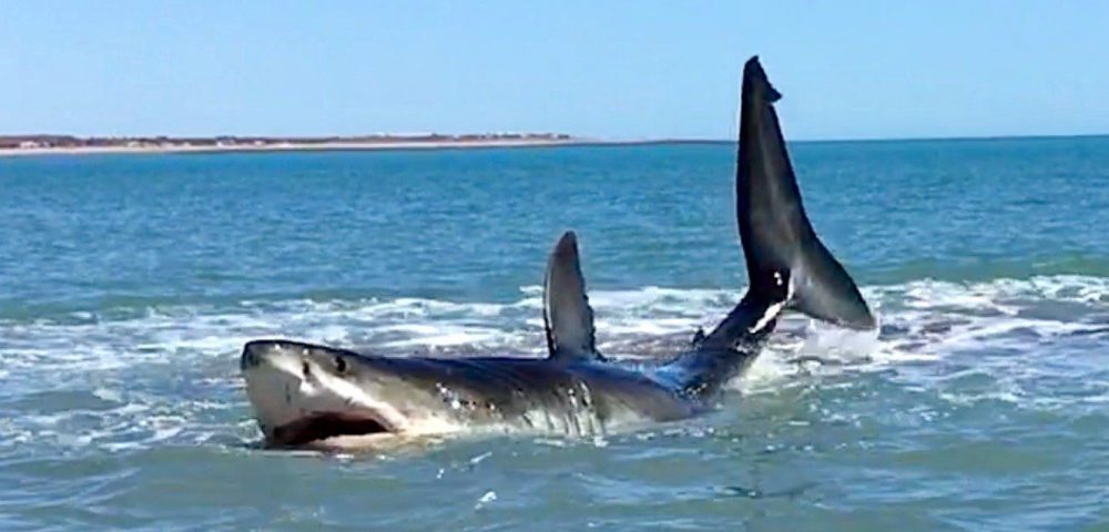 HOLY SHARK! Incredible Footage Of Massive Great White Thrashing In ...