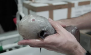 So What Do You Call A Deep Sea Fish With No Eyes…?