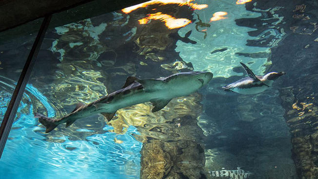 The San Diego Zoo Welcomes Its First Sharks Ever! - Awesome Ocean