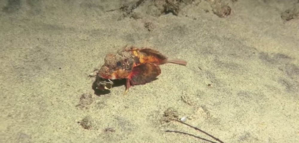Video Of Mysterious Walking Fish Has Scientists Scratching Their Heads ...