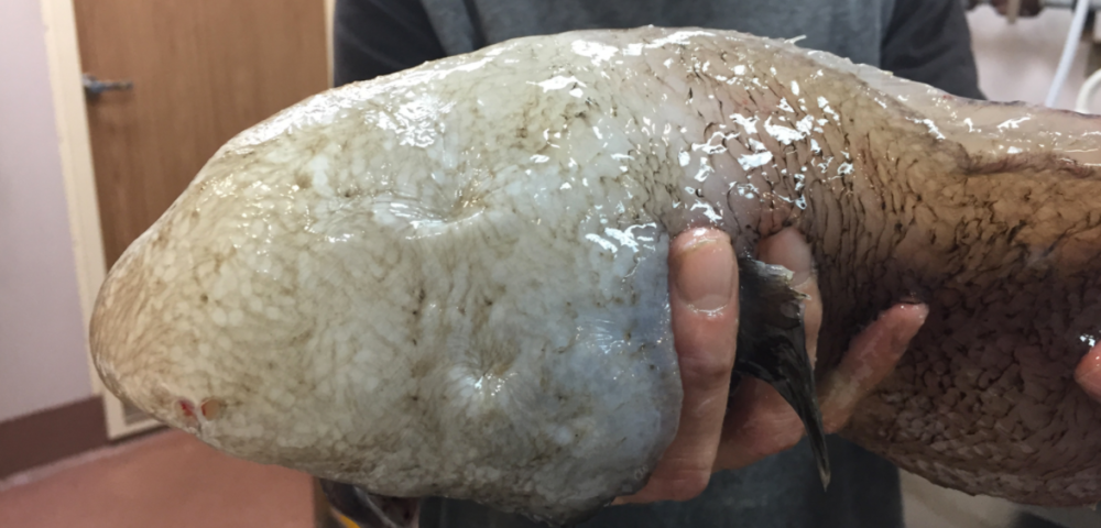 So What Do You Call A Deep Sea Fish With No Eyes…?