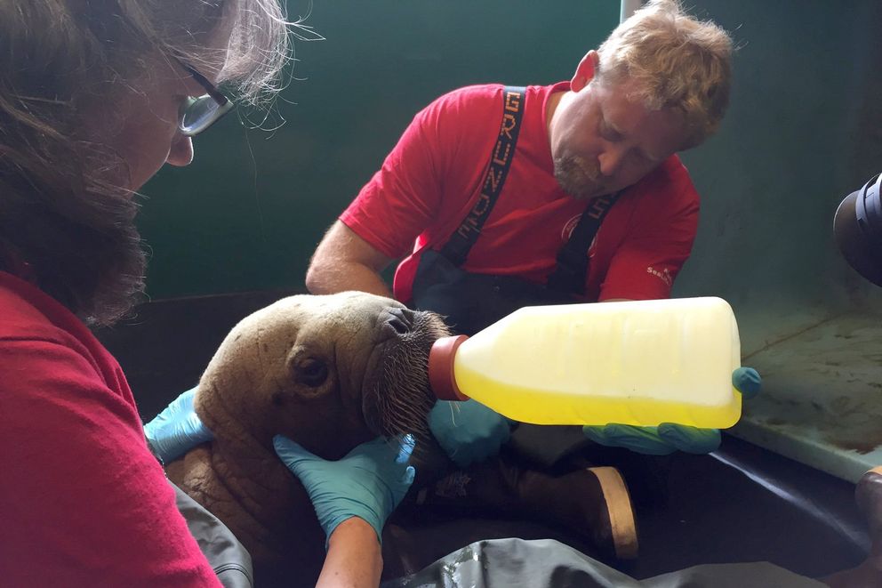 Adorable Baby Walrus Saved By Miners Dredging For Gold In The Bering Sea