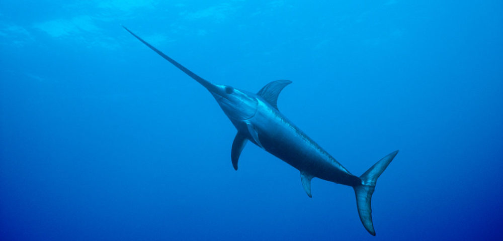 Angler Catches A Swordfish He's Caught Before… Three Years Later