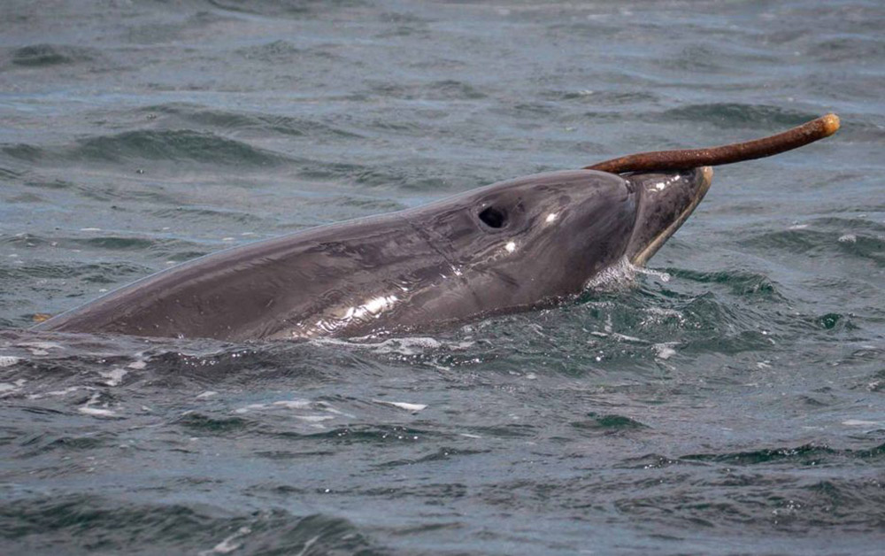 Kenobi The Dolphin Is Practicing His Lightsaber Skills To Become A Jedi