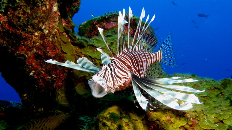 Divers Remove 227 Invasive Lionfish From Florida Waters During Tournament