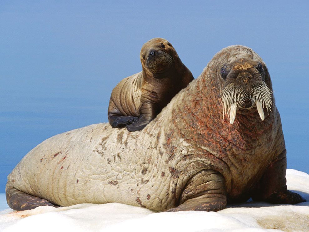 Adorable Baby Walrus Saved By Miners Dredging For Gold In The Bering Sea
