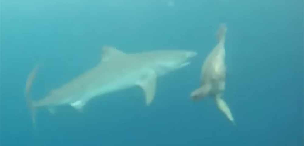 Tiger Sharks Attack Turtle
