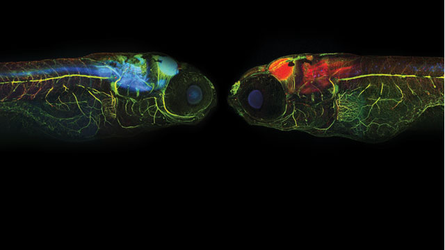 These Mutant Zebrafish Aren't Your Average Angsty Teenagers - Awesome Ocean
