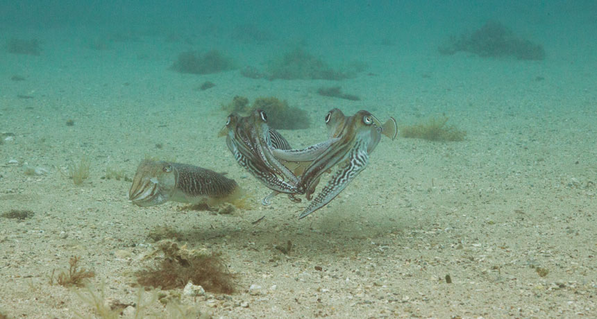 Watch As Two Male Cuttlefish Ferociously Battle It Out...For A Female