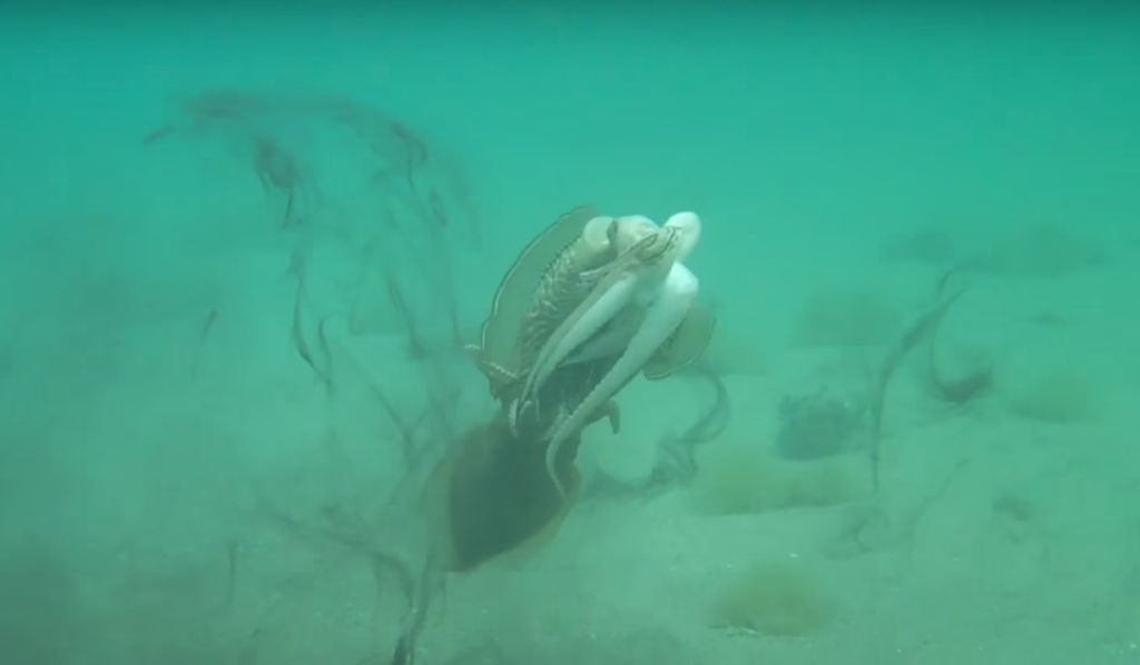 Watch As Two Male Cuttlefish Ferociously Battle It Out...For A Female